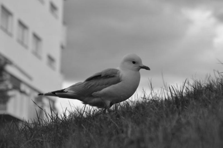 Guide - Endre\konevertere farget bilde til svart-hvitt ...